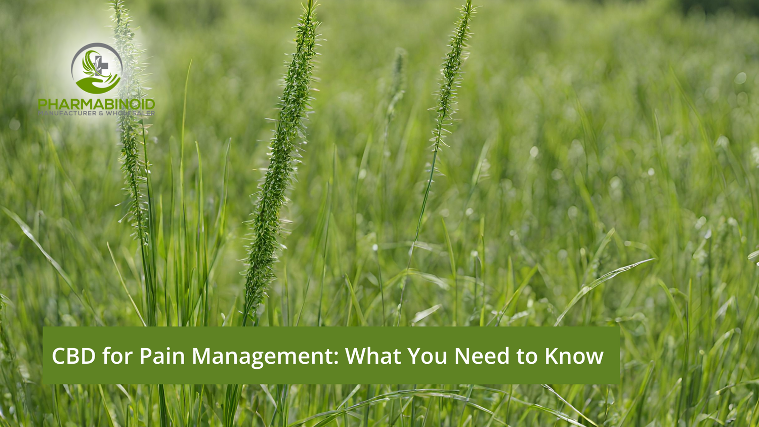 CBD for Pain Management: Your Ultimate Guide | Pharmabinoid